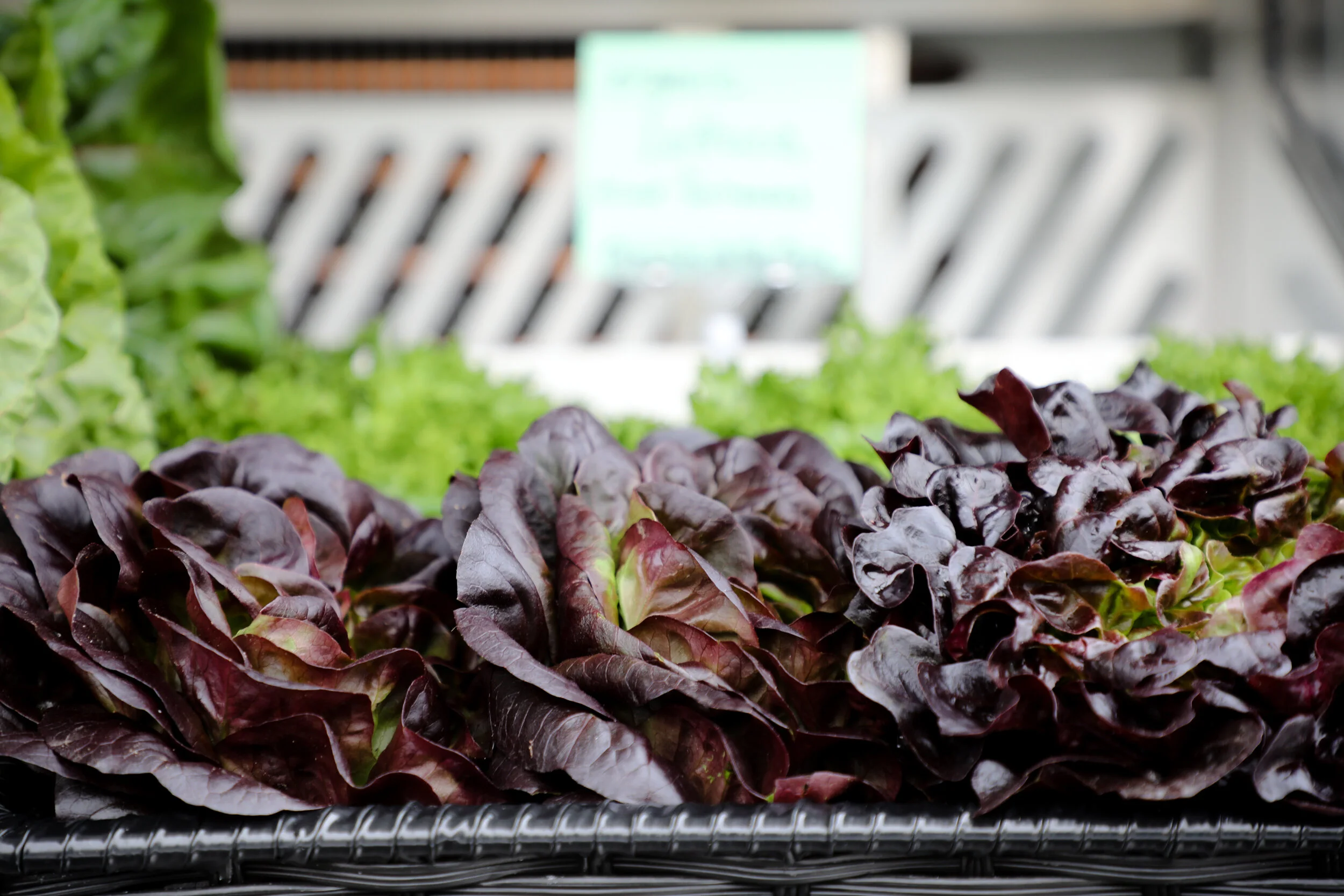 The Rollin' Root — Agricultural Institute of Marin