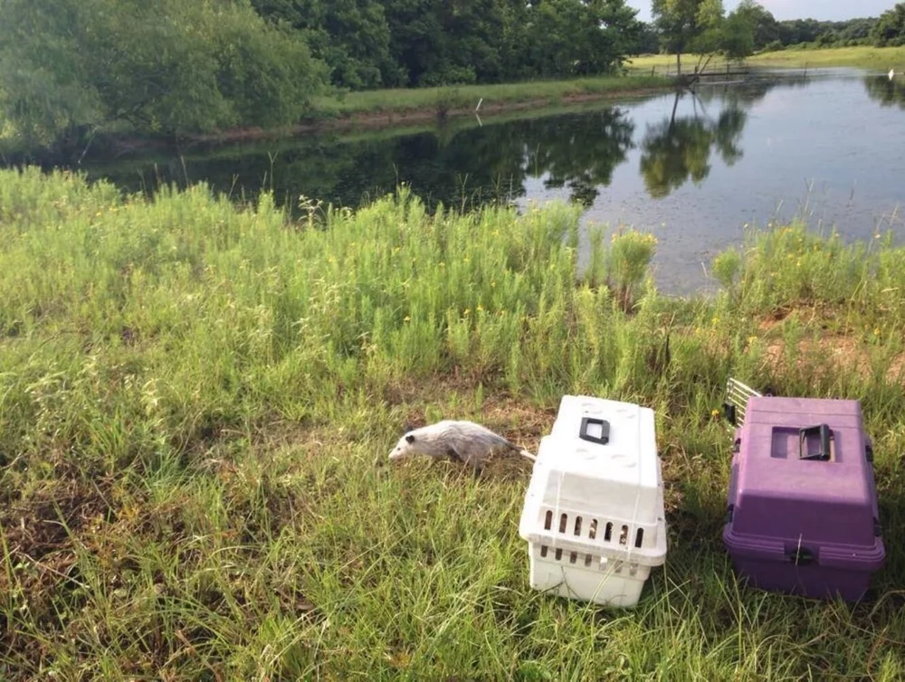 Wild Release Sites — Austin Wildlife Rescue