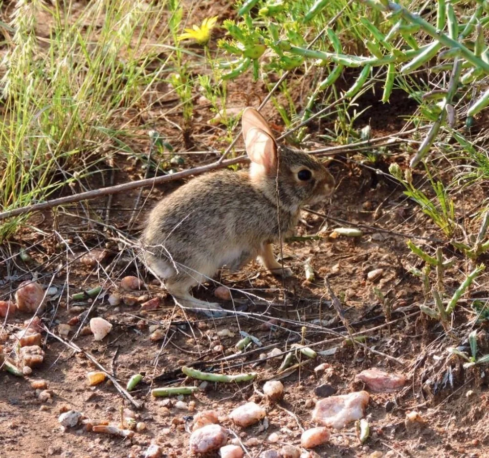 Wild Release Sites — Austin Wildlife Rescue