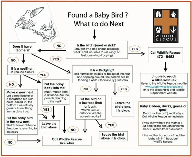 Found a Wild Animal? — Austin Wildlife Rescue
