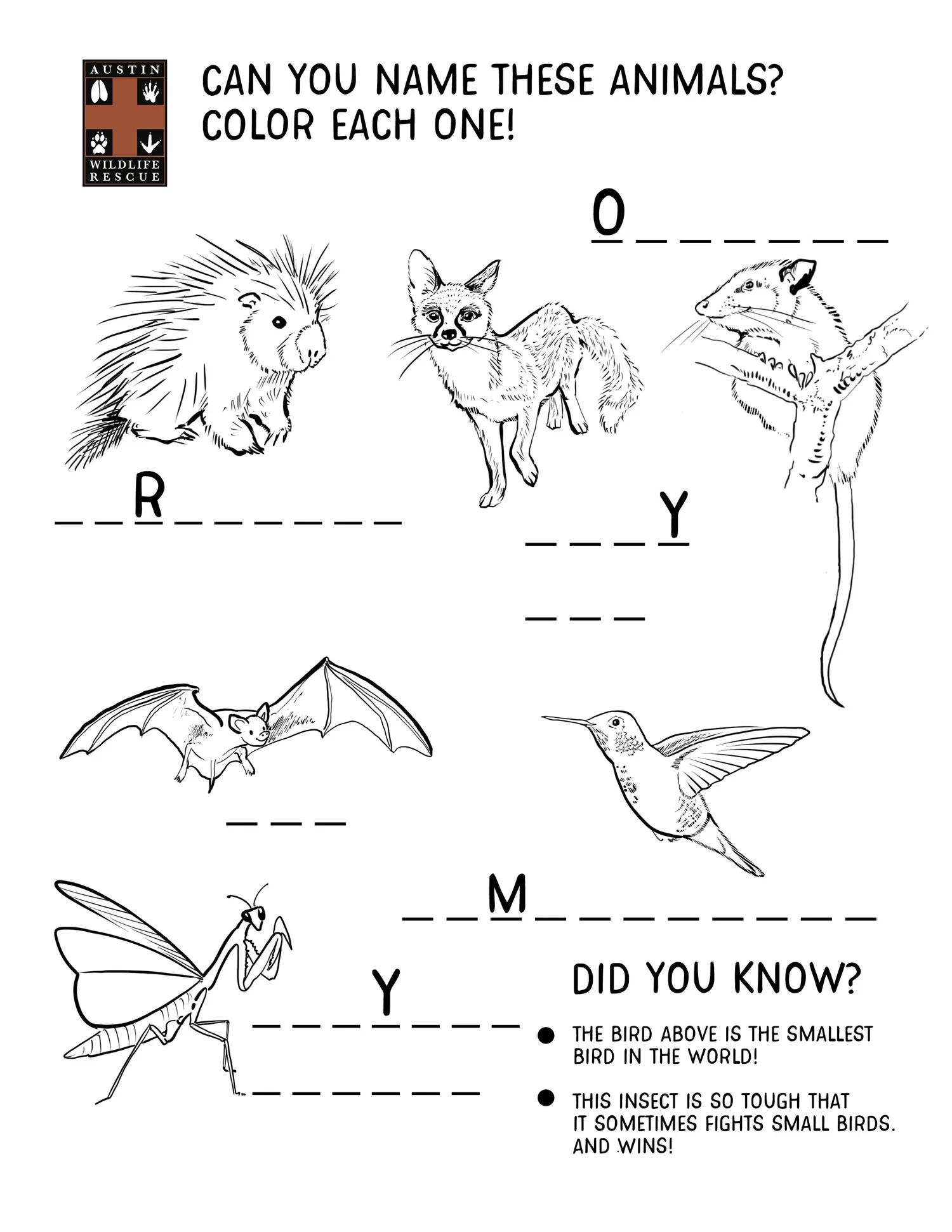 Kids Activity Sheets — Austin Wildlife Rescue