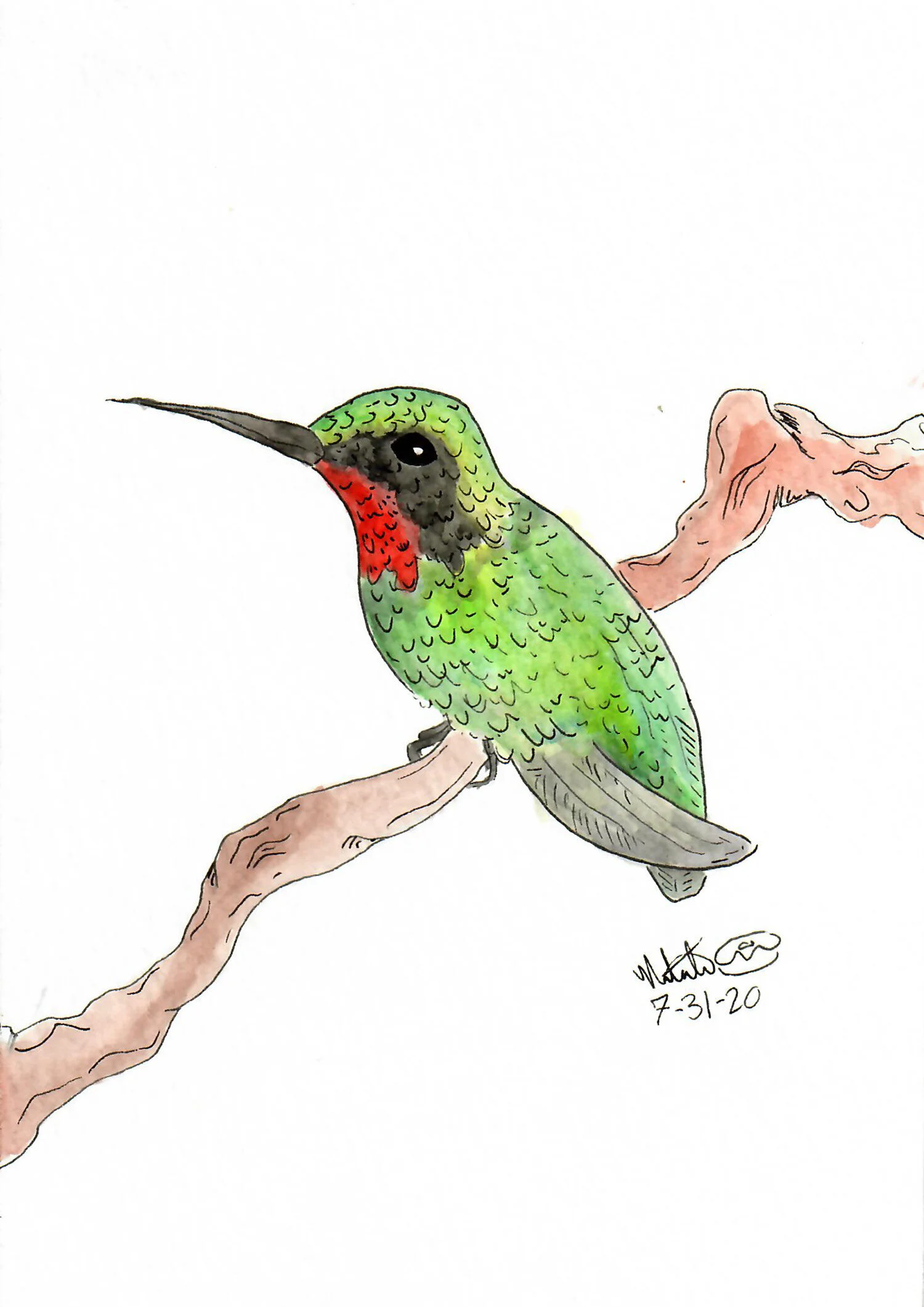 Student Wildlife Art Competition Art Entries — Austin Wildlife Rescue