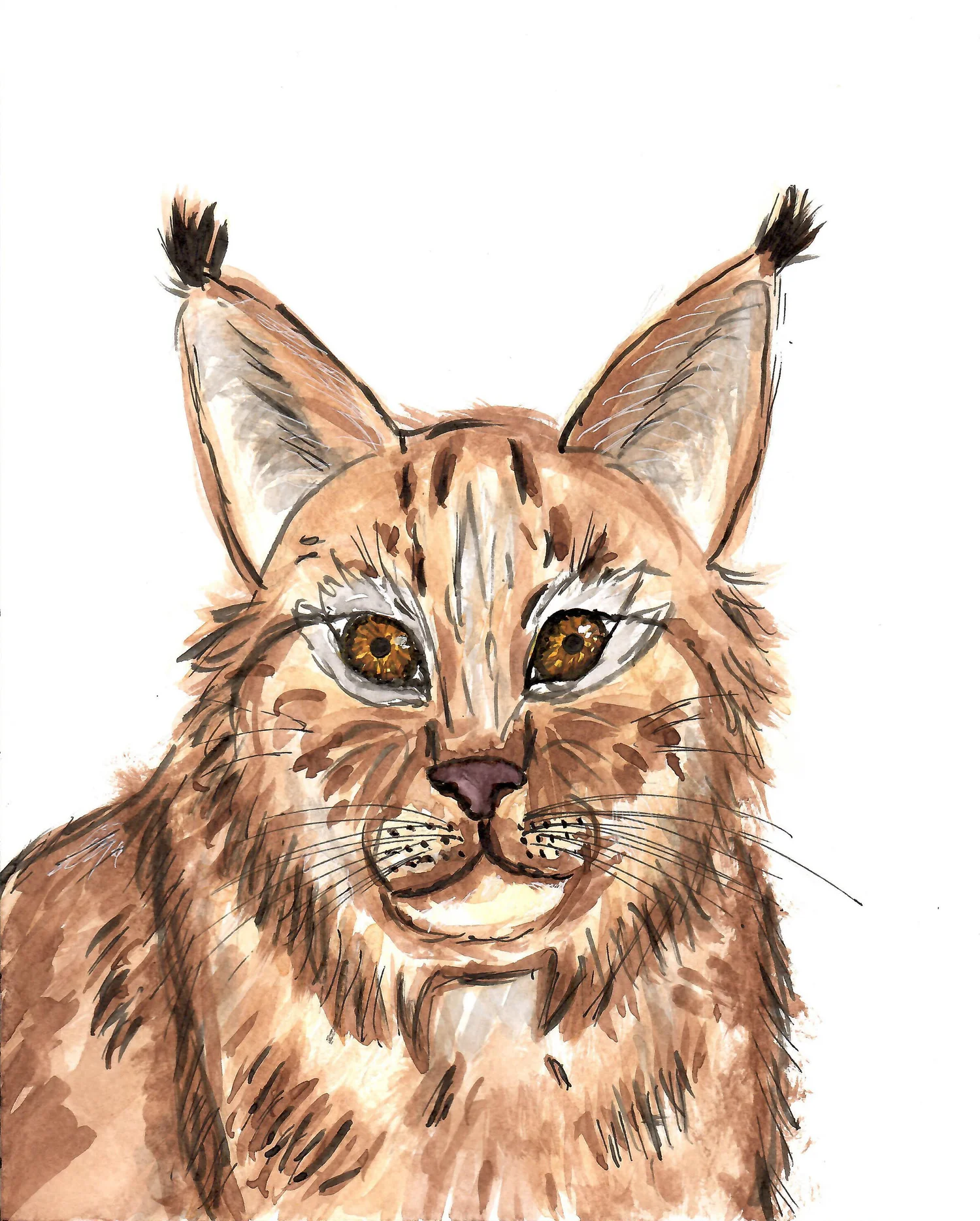 Student Wildlife Art Competition Art Entries — Austin Wildlife Rescue