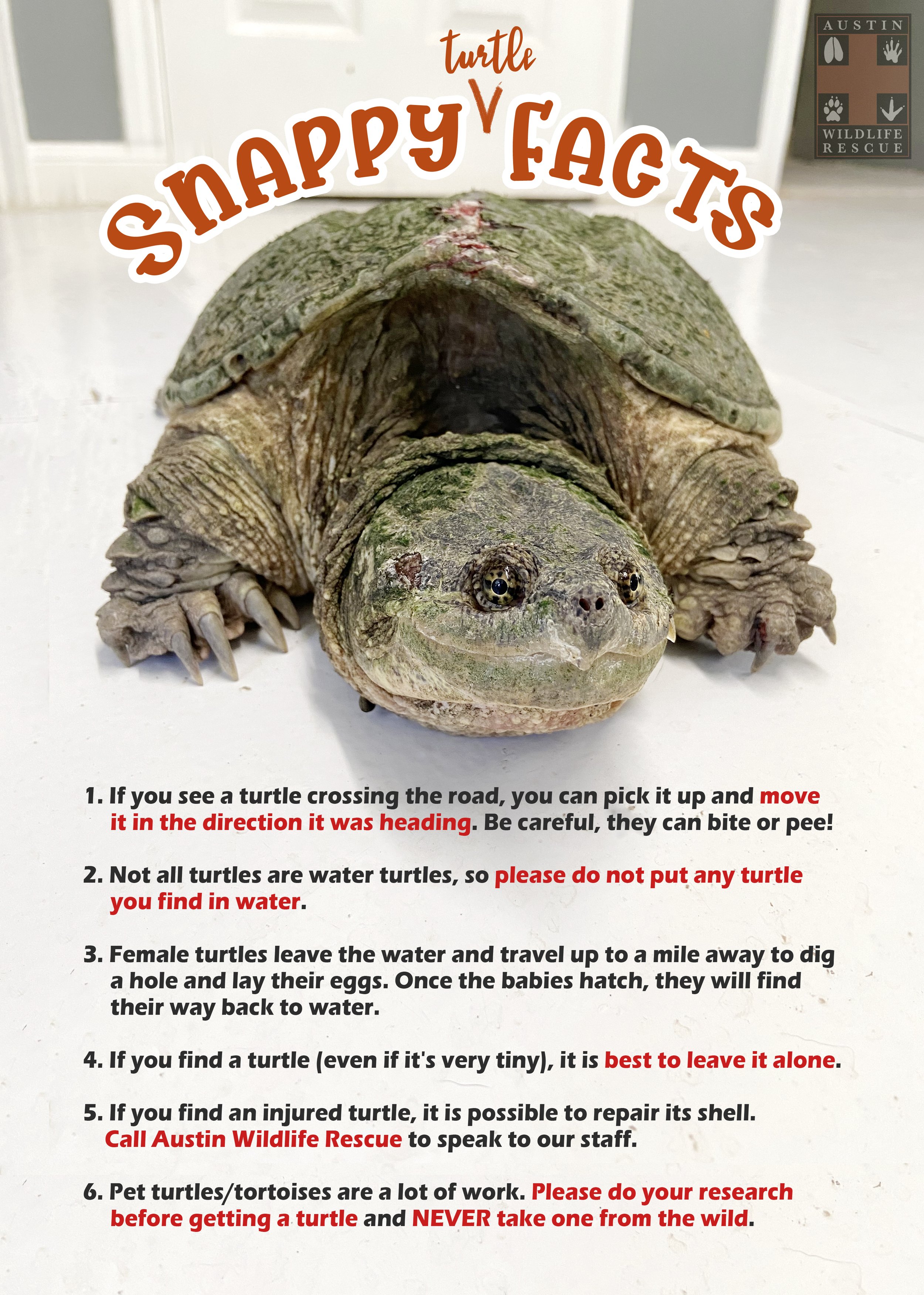 Snapping Turtle Meme