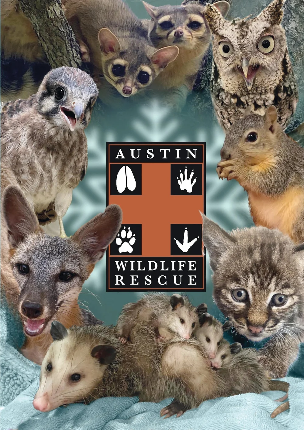 NEWS — Austin Wildlife Rescue