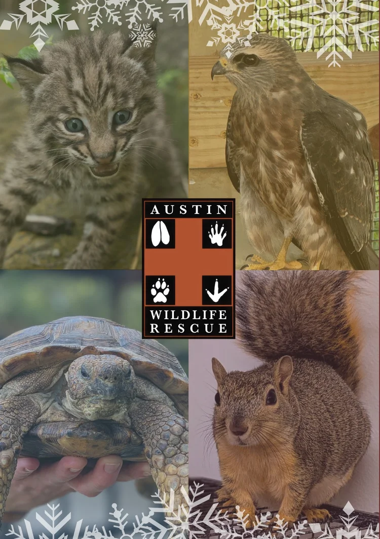NEWS — Austin Wildlife Rescue