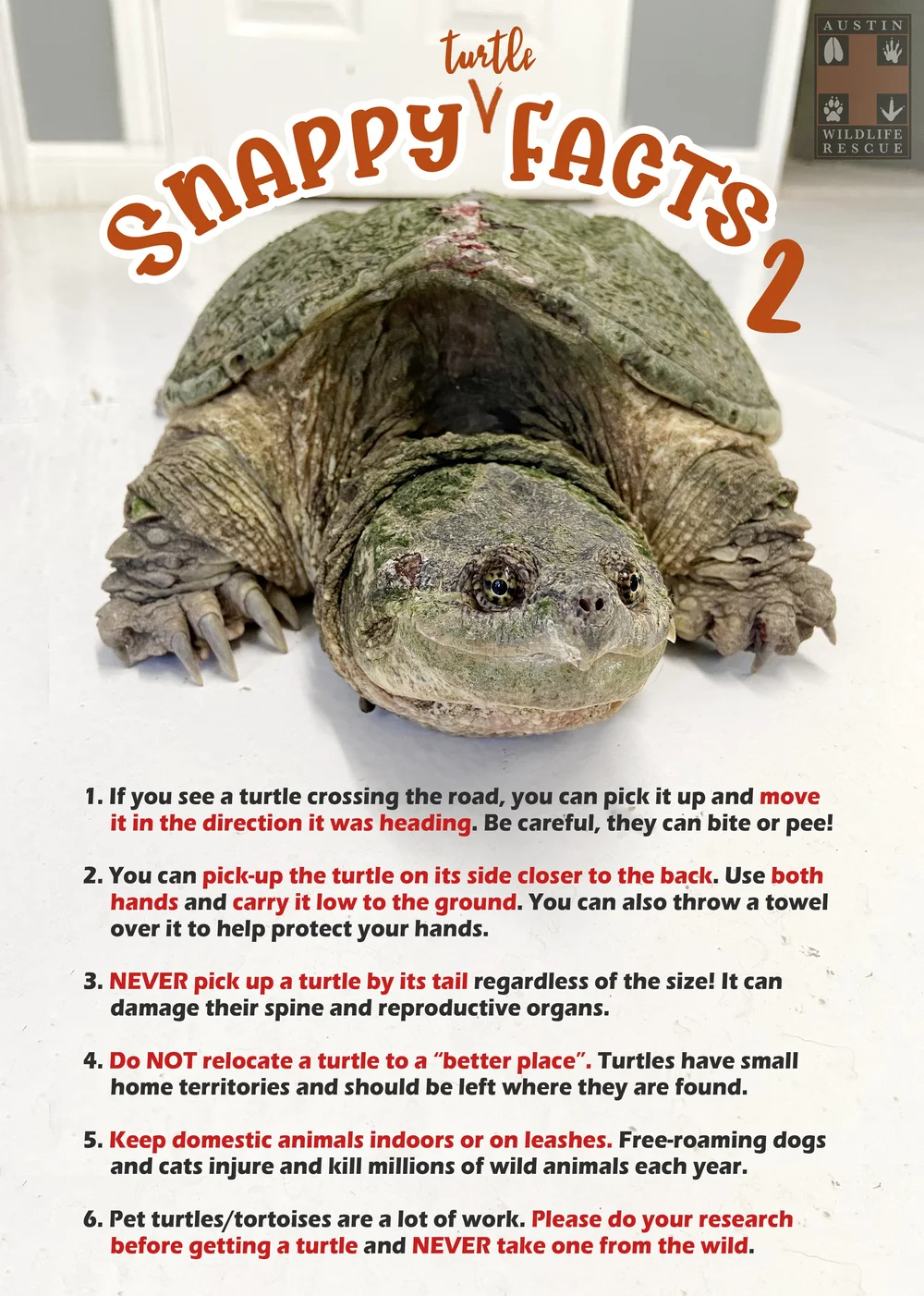 Animal Infographics — Austin Wildlife Rescue