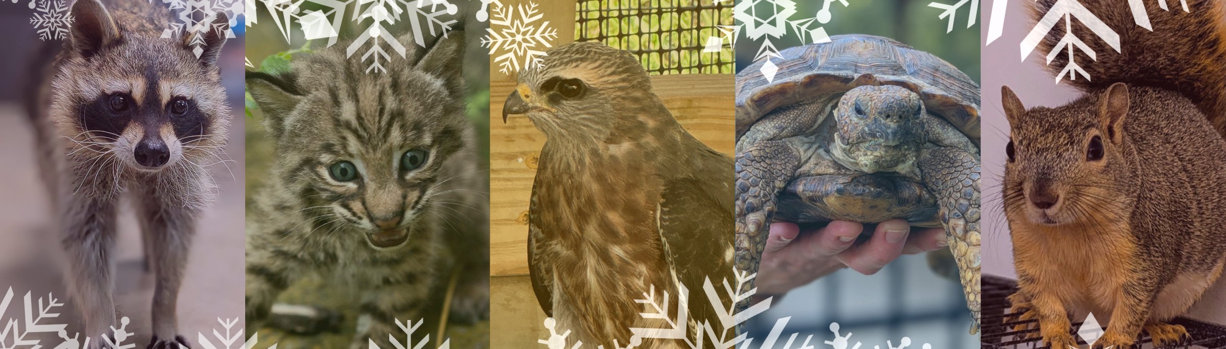 Austin Wildlife Rescue