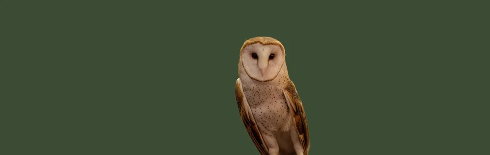 Sponsorships 2024 — Austin Wildlife Rescue