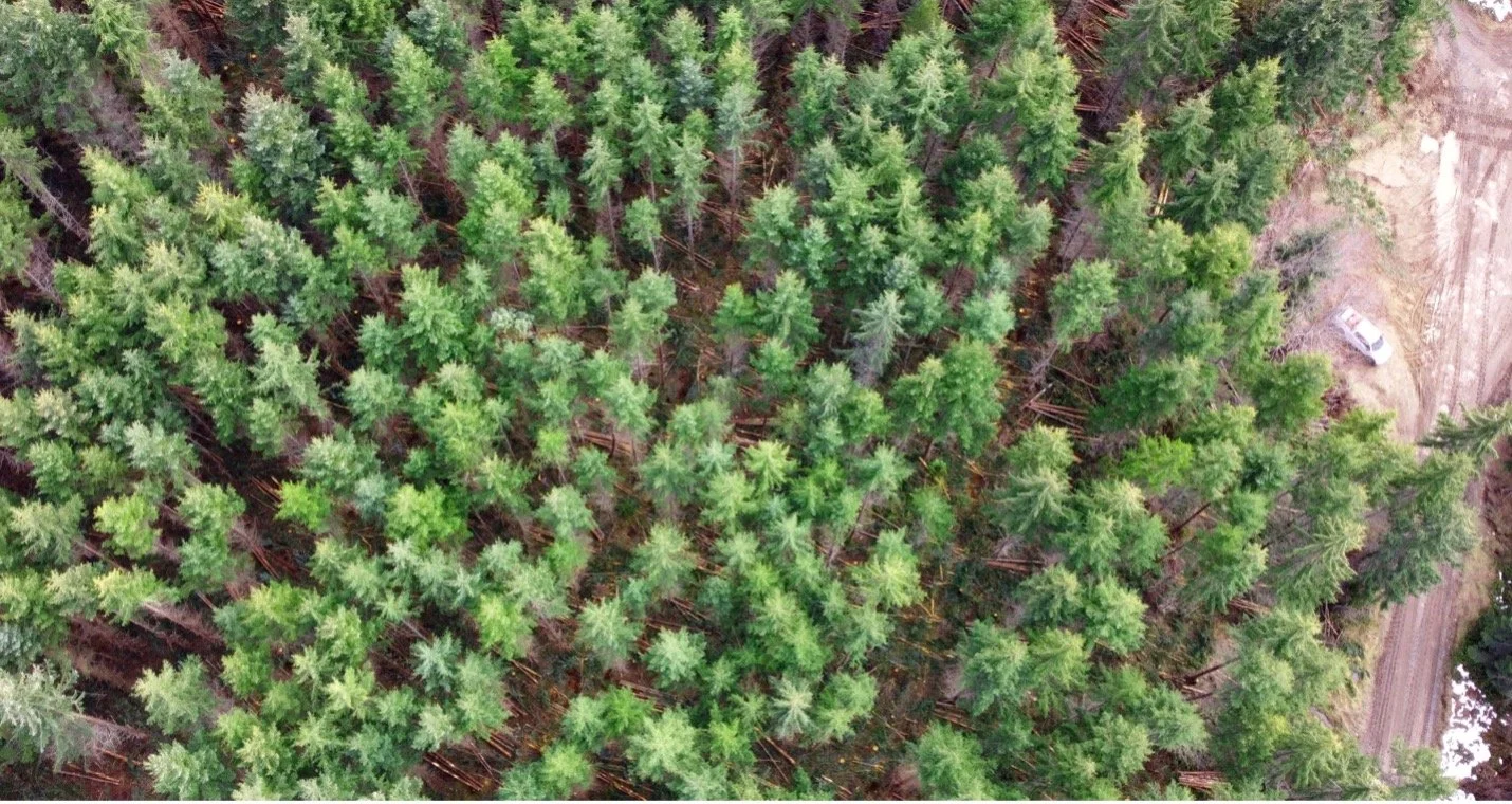 Tree Thinning as Forest Gardening — Mosaic Forest Management