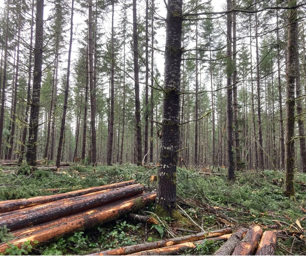 Tree Thinning as Forest Gardening — Mosaic Forest Management