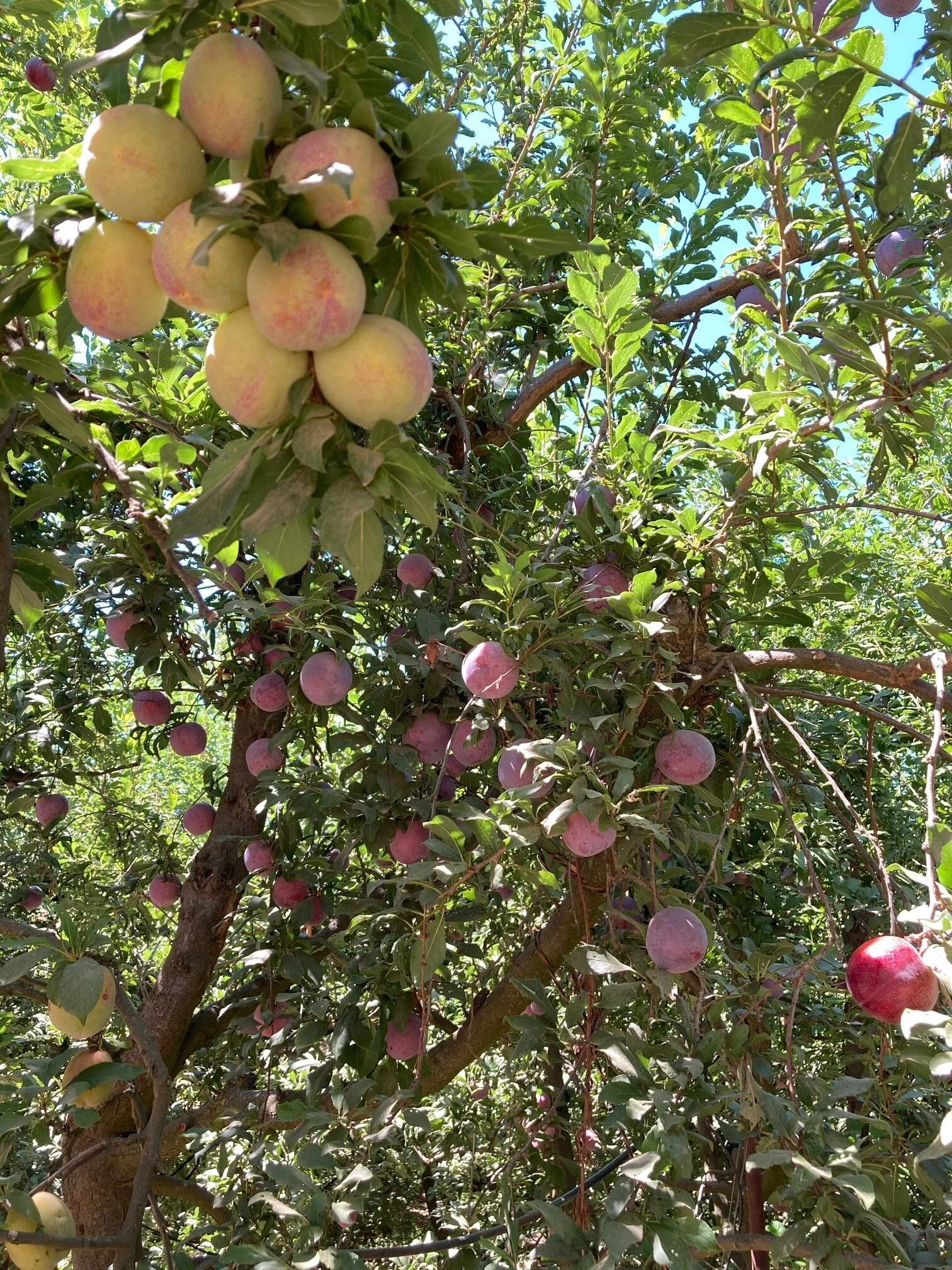 Stonefruit — Wild River Fruit