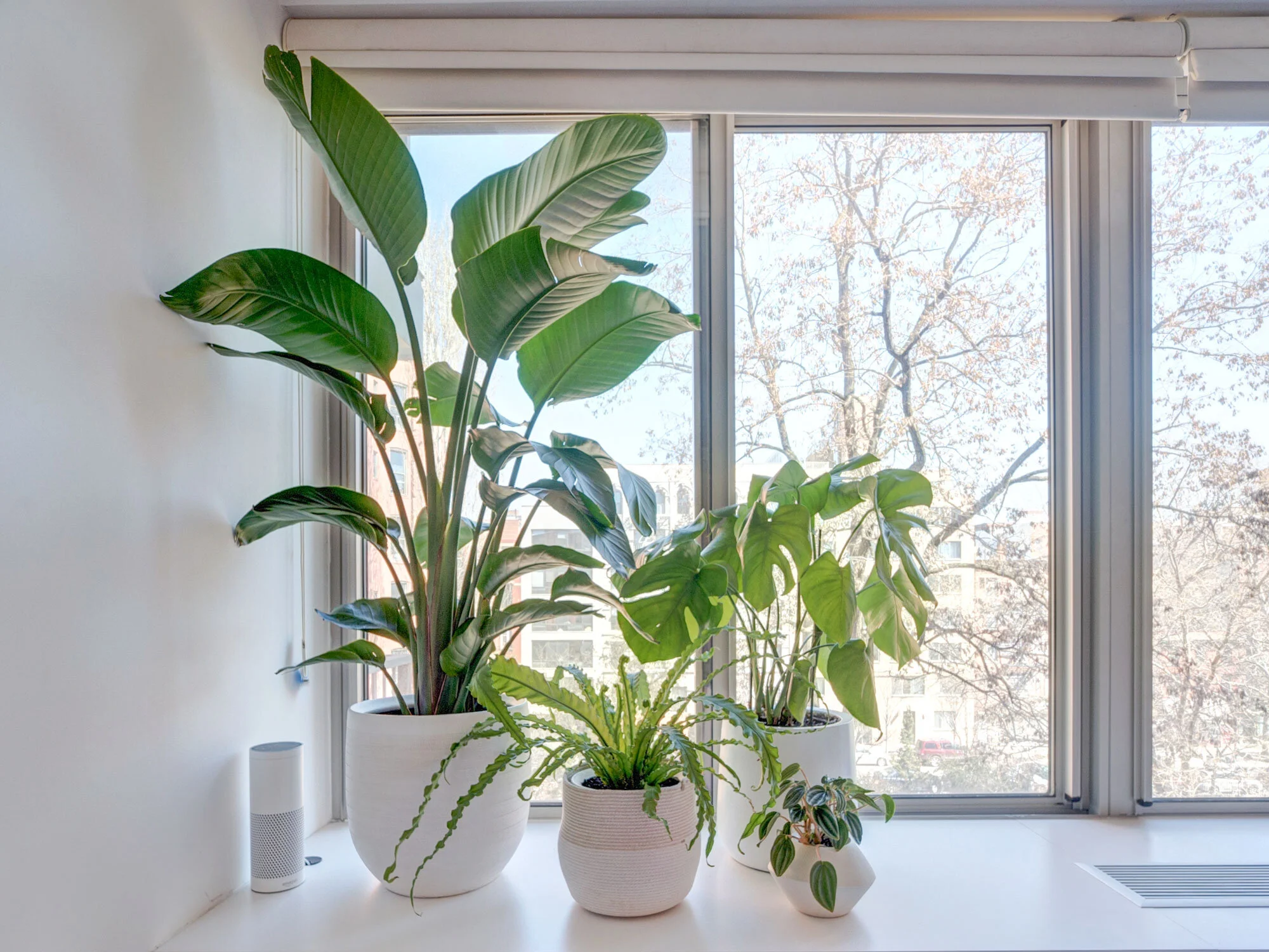 Interior Plant Design Work — Lady Pruner