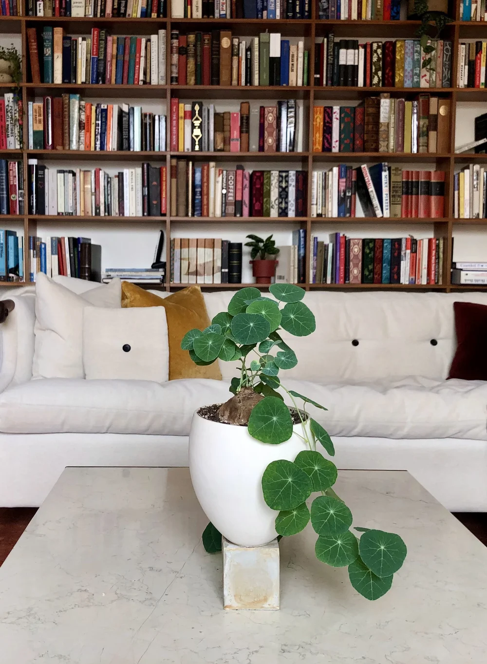 Interior Plant Design Work — Lady Pruner