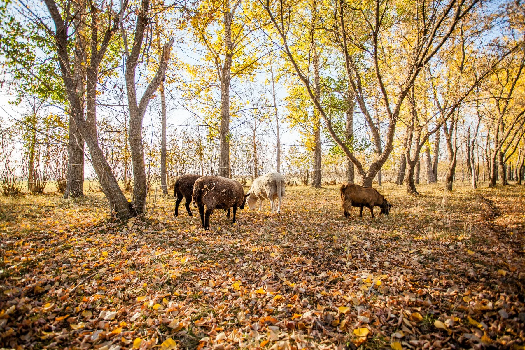 Therapy Services — Lil' Steps Wellness