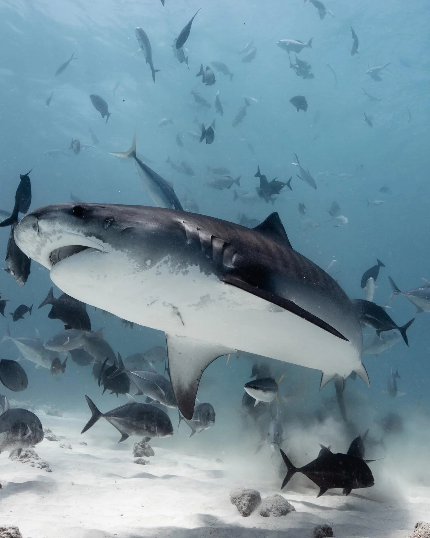 Projects | Matt Porteous | Award Winning Royal Family Photographer