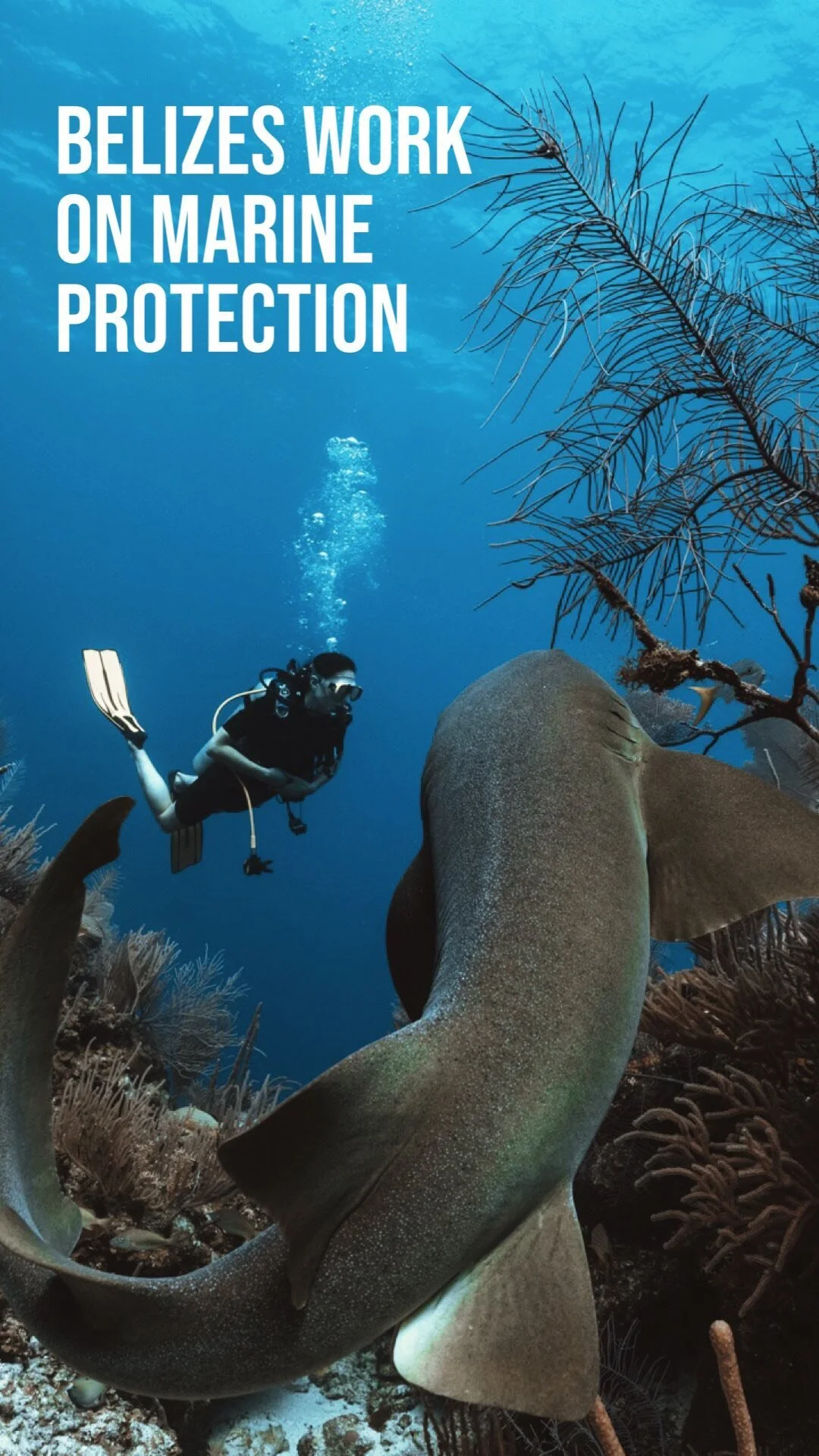 Projects | Matt Porteous | Award Winning Royal Family Photographer