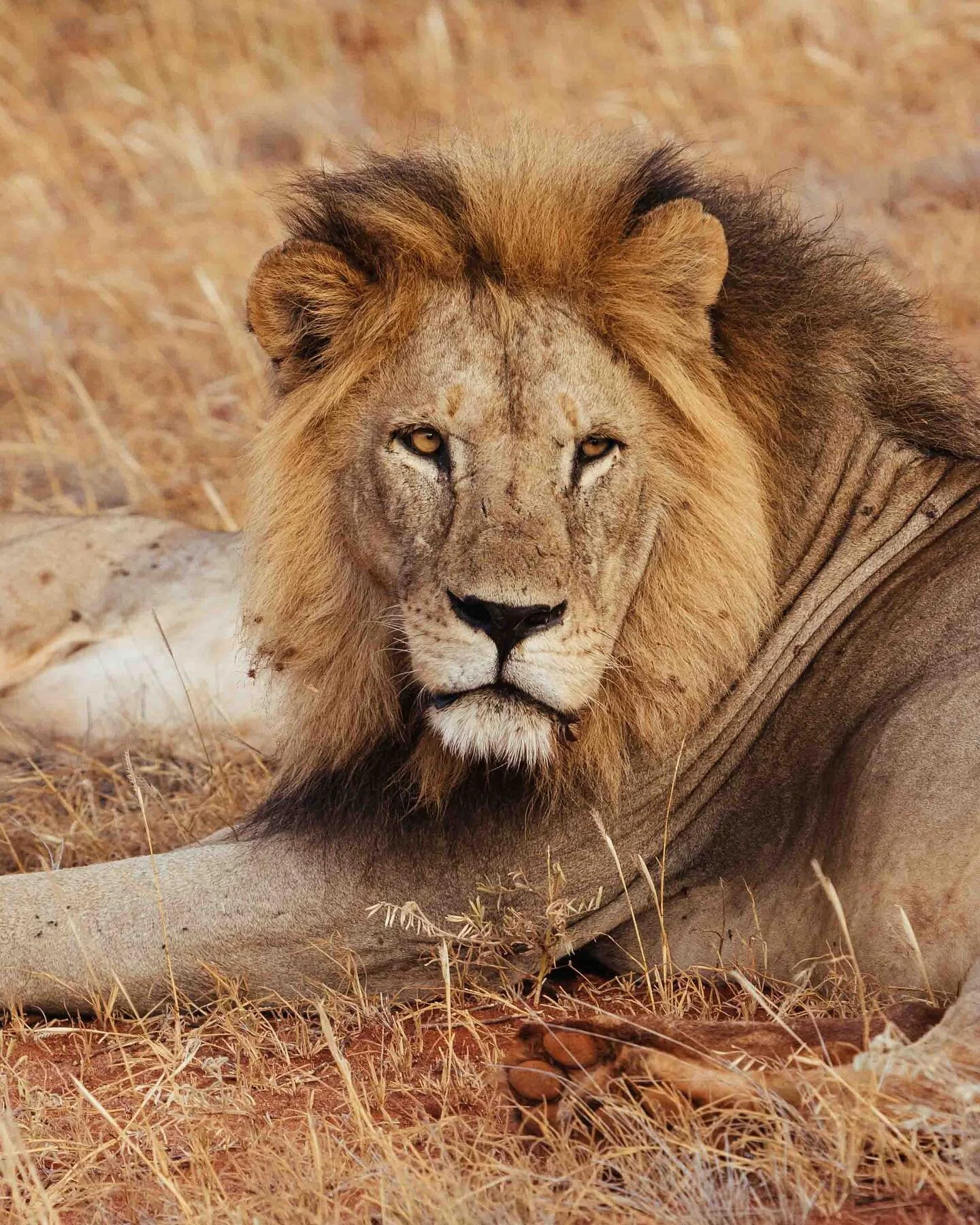 Projects | Matt Porteous | Award Winning Royal Family Photographer