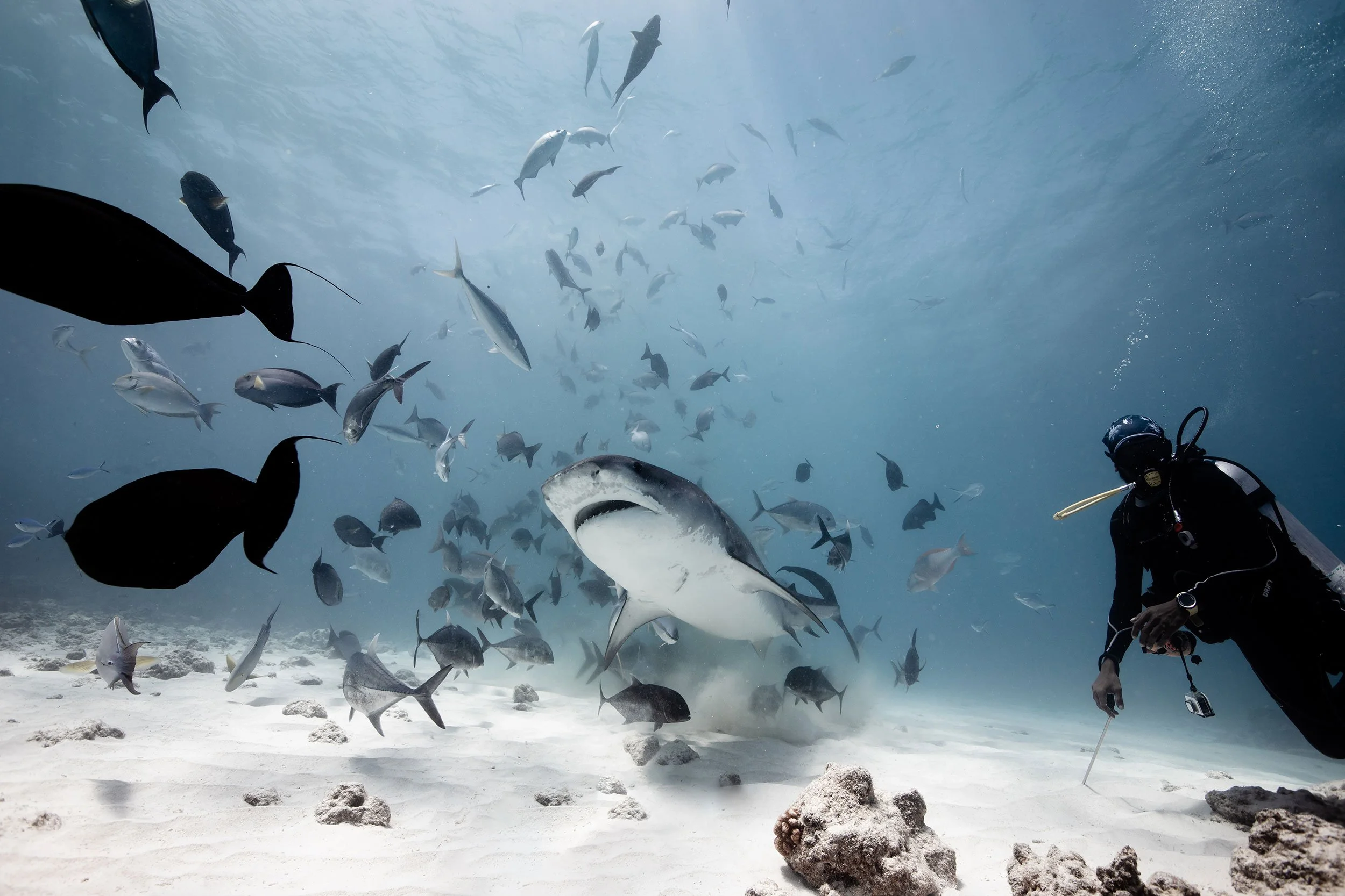 Projects | Matt Porteous | Award Winning Royal Family Photographer