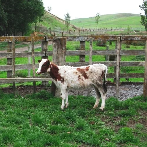 BVD Impacts — BVDFree New Zealand