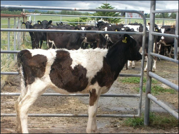 BVD Impacts — BVDFree New Zealand