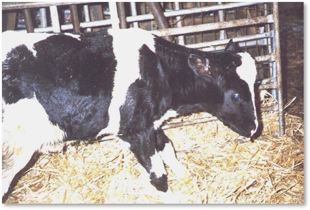 BVD Impacts — BVDFree New Zealand