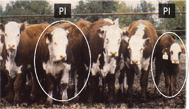 Overview — BVD Free New Zealand