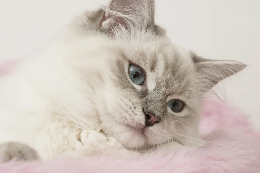 Purrfectly Posh Ragdolls
