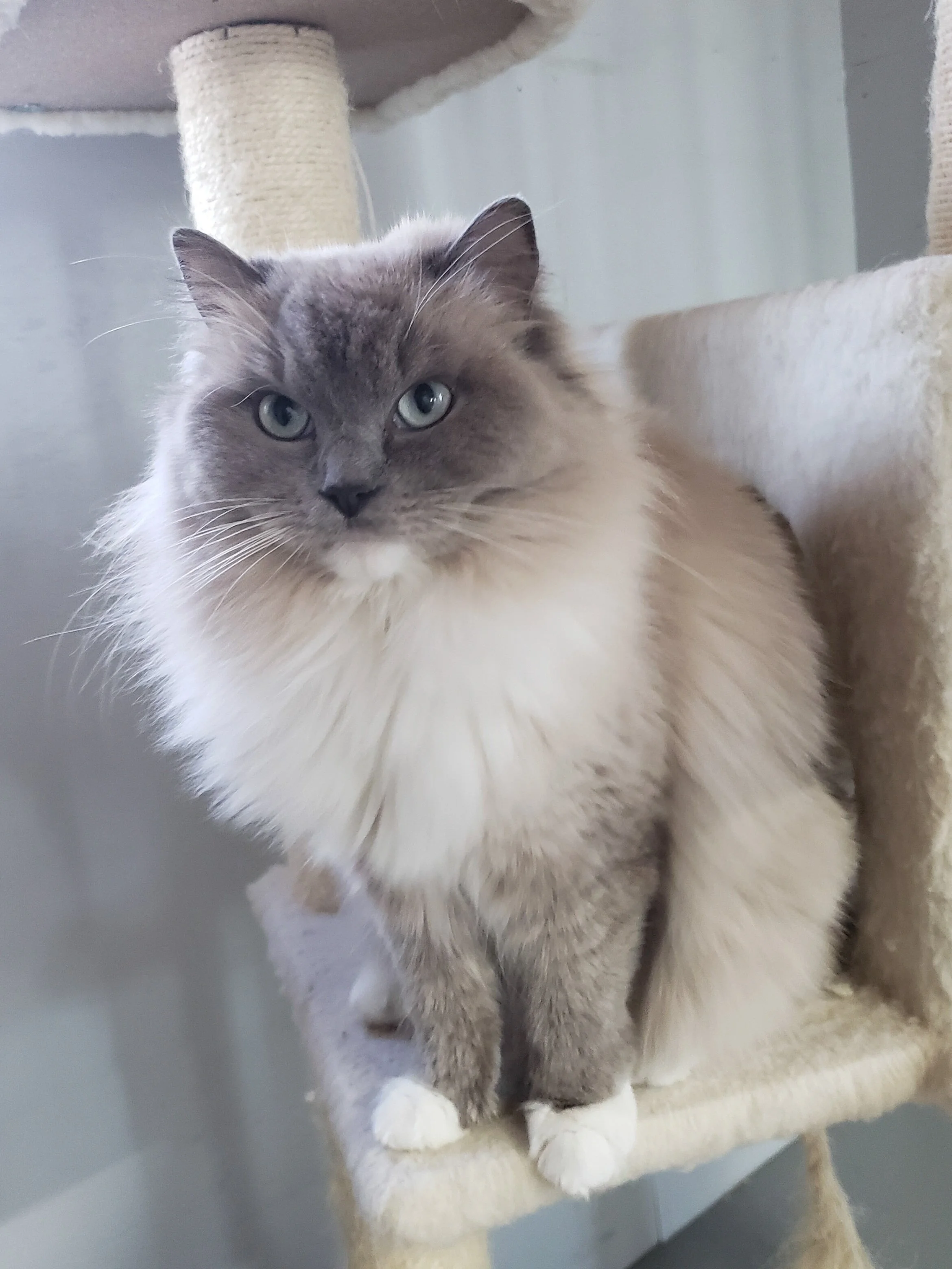Kings & Queens — Purrfectly Posh Ragdolls