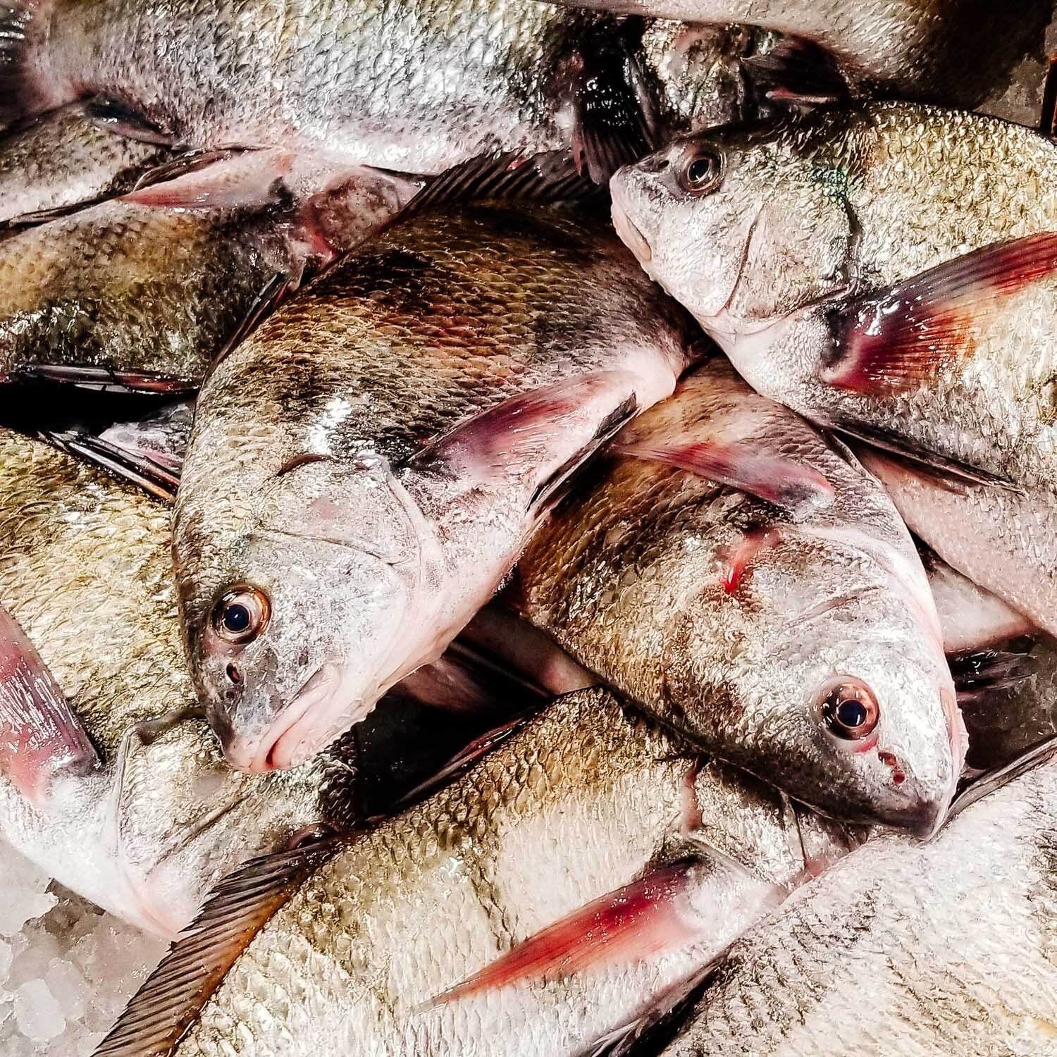 Russo's Fresh Seafood Bluffton