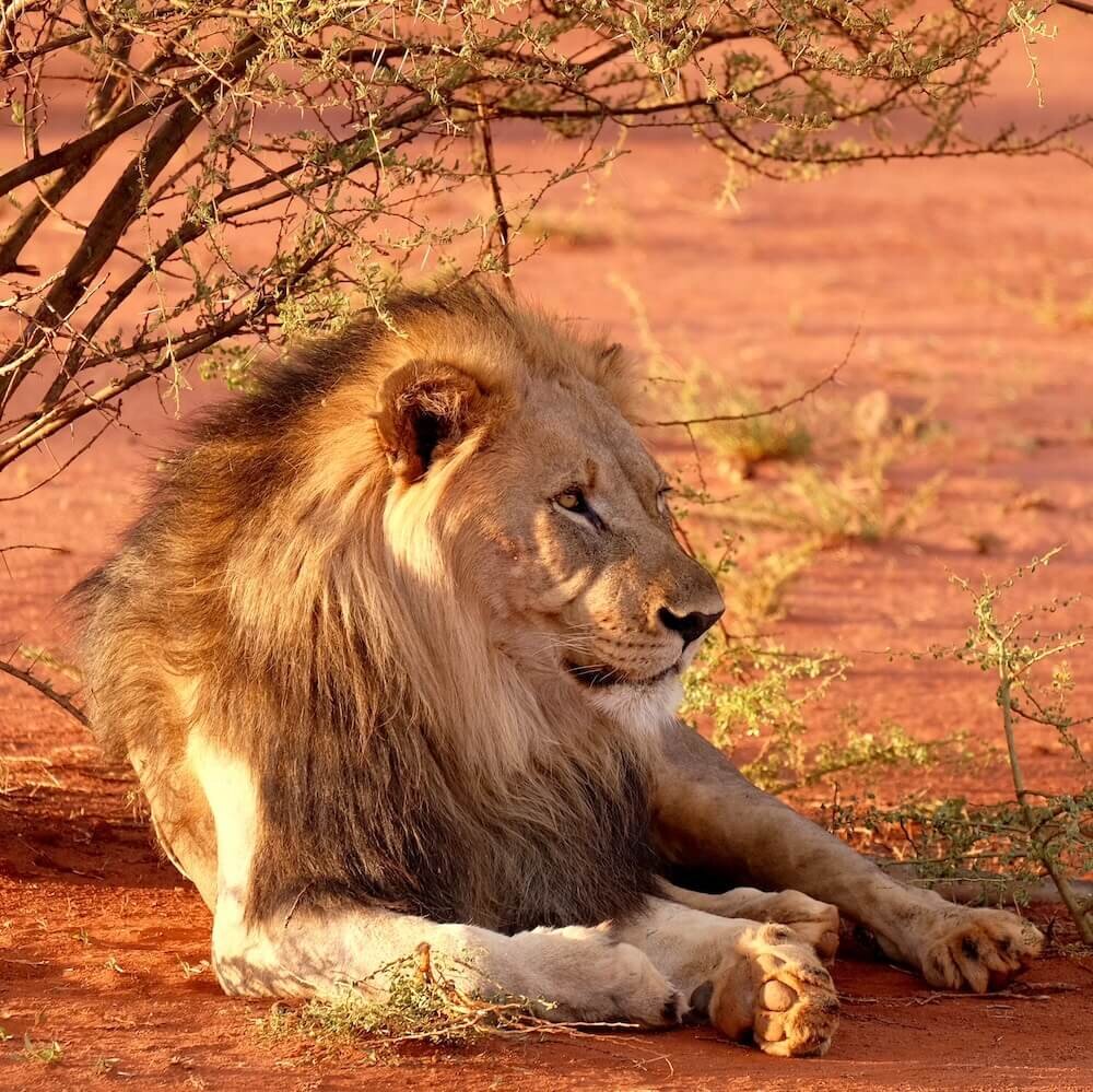 Fascinating facts all about lions - It's Our Planet Too