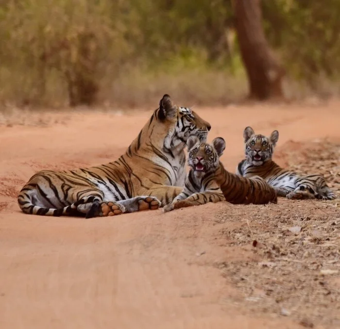 Fascinating facts all about tigers - It's Our Planet Too