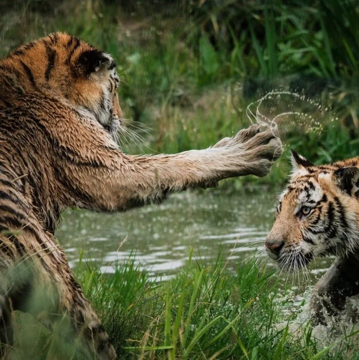 Fascinating facts all about tigers - It's Our Planet Too