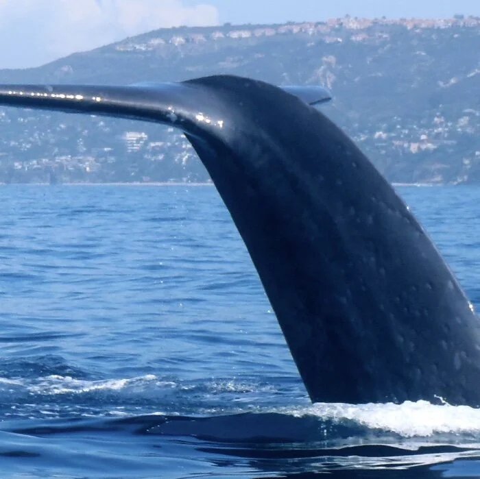 Fascinating facts all about blue whales - It's Our Planet Too