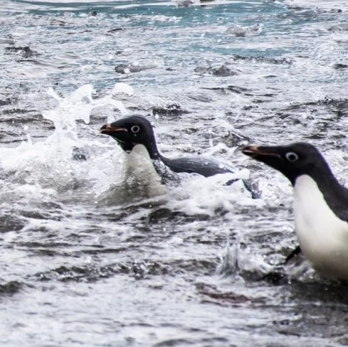 Fascinating facts all about Adelie penguins - It's Our Planet Too