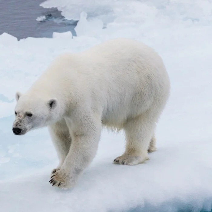 Fascinating facts all about polar bears - It's Our Planet Too