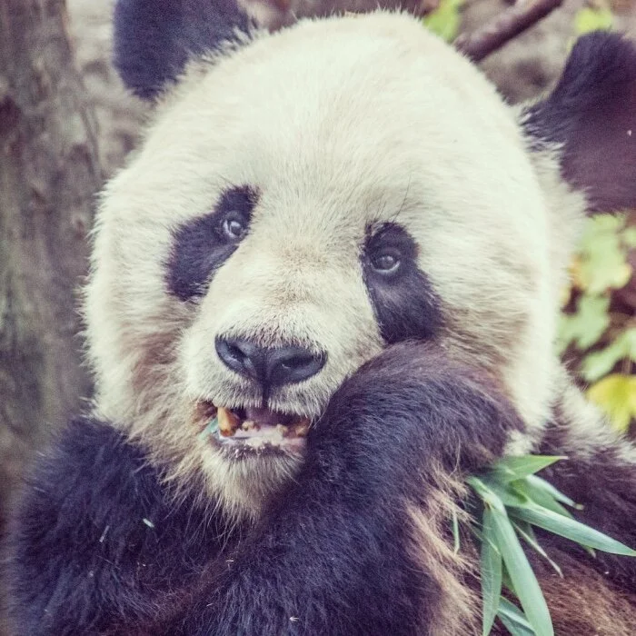 Fascinating facts all about giant pandas - It's Our Planet Too