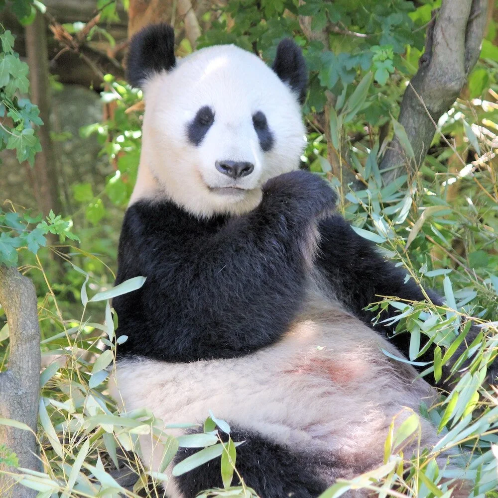 Fascinating facts all about giant pandas - It's Our Planet Too