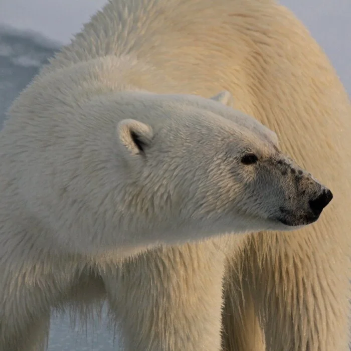 Fascinating facts all about polar bears - It's Our Planet Too