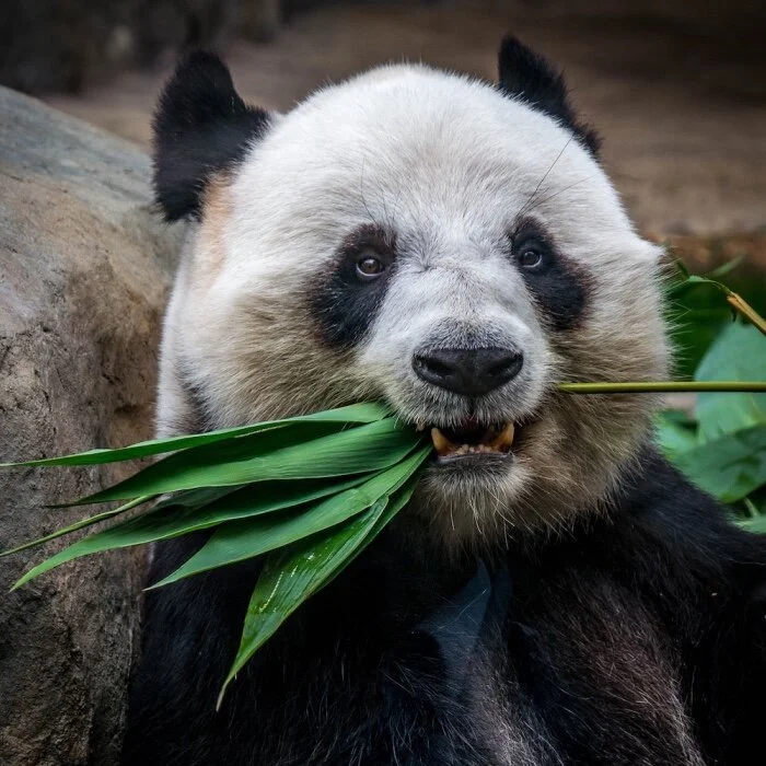 Fascinating facts all about giant pandas - It's Our Planet Too