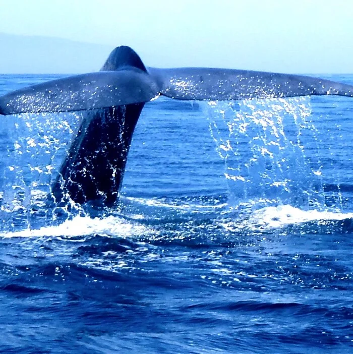 Fascinating facts all about blue whales - It's Our Planet Too