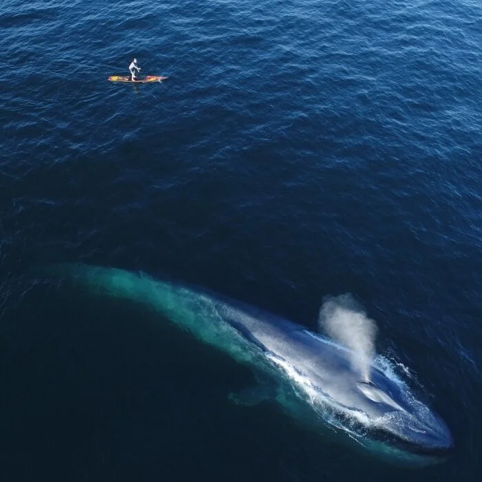 Fascinating facts all about blue whales - It's Our Planet Too