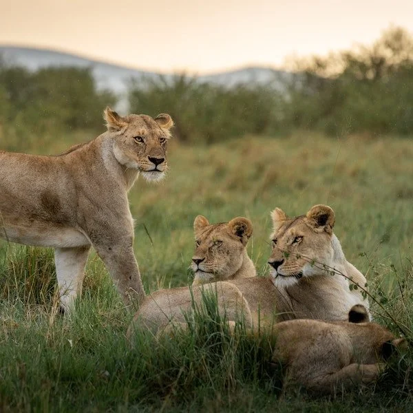 Fascinating facts all about lions - It's Our Planet Too