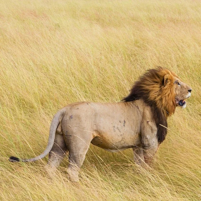 Fascinating facts all about lions - It's Our Planet Too