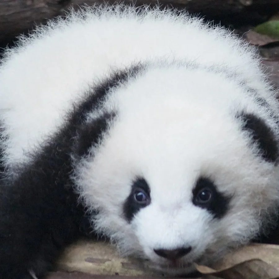Fascinating facts all about giant pandas - It's Our Planet Too