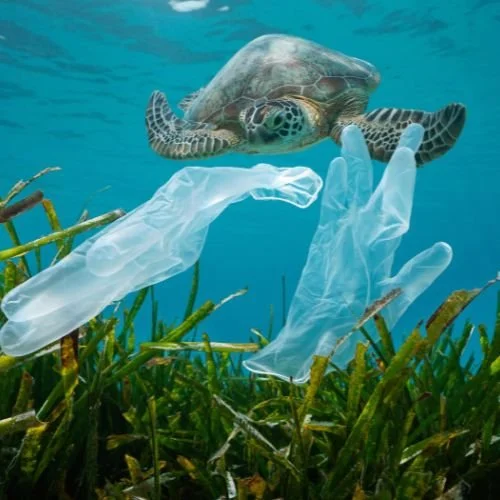 Information and activities for Earth Day - It's Our Planet Too