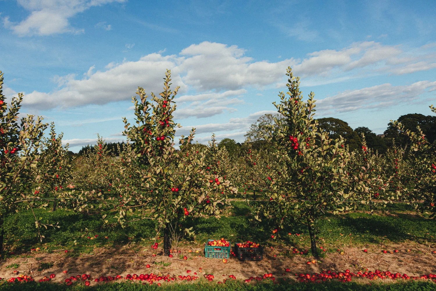 Cider Farming — Emma Stoner Photography