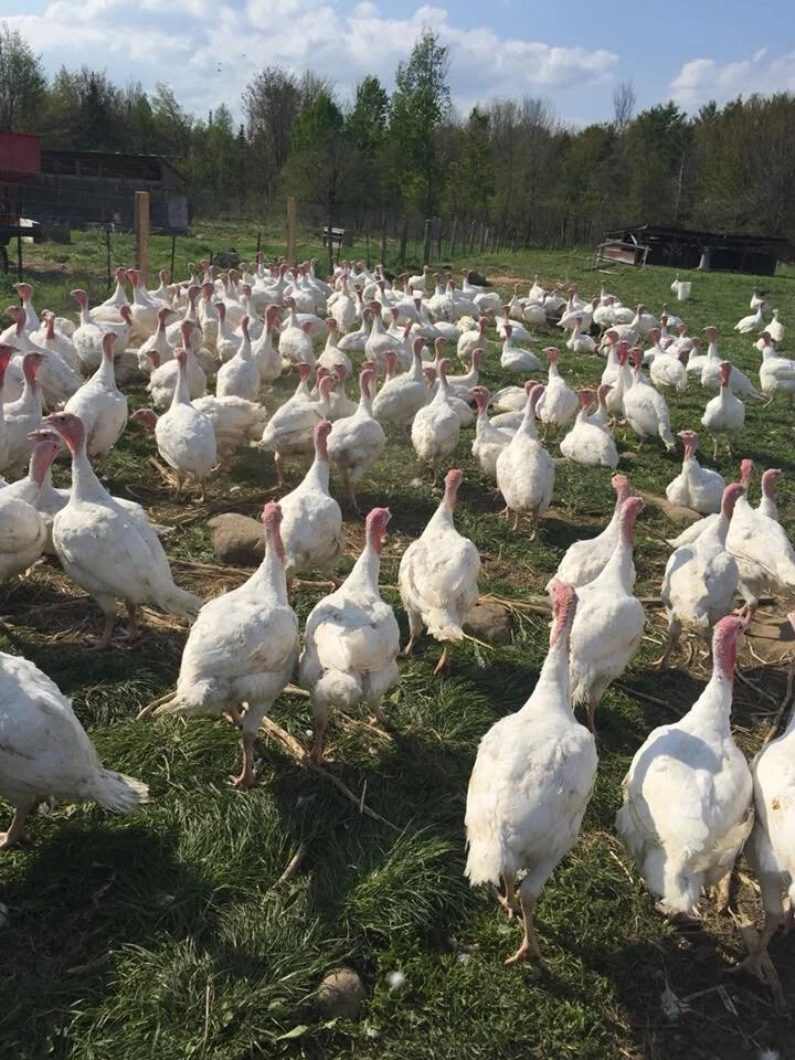 Farm Info — Bleecker & Greer