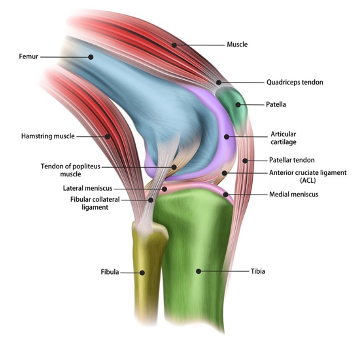 Knee OA: To run or not to run? — Sapphire Physical Therapy | Missoula, MT