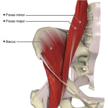 The Mystery of the Chronically Tight Hip Flexors — Sapphire Physical ...